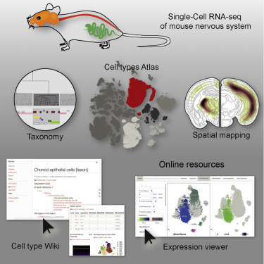 Molecular Architecture of the Mouse Nervous System out in Cell ...